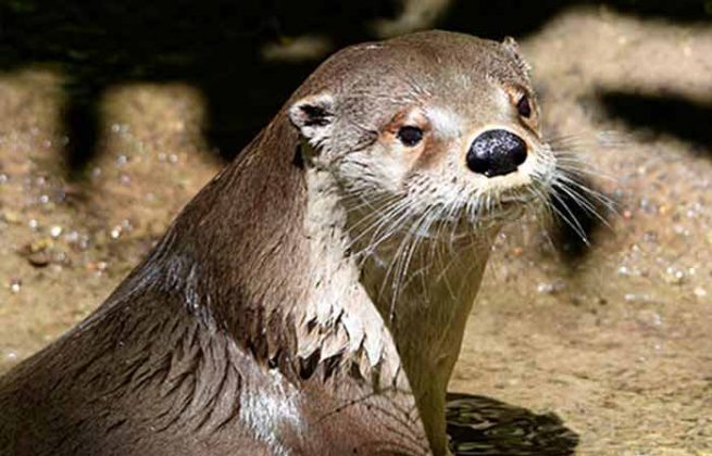 Can I have Otters as Pets | Petaddon