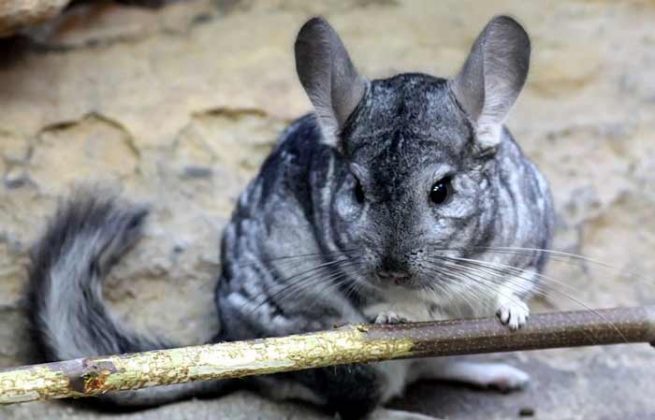 Chinchilla Lifespan - Petaddon