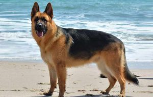 Dogs with Big & Long Noses(Snouts)-Breeds +Pictures - Petaddon