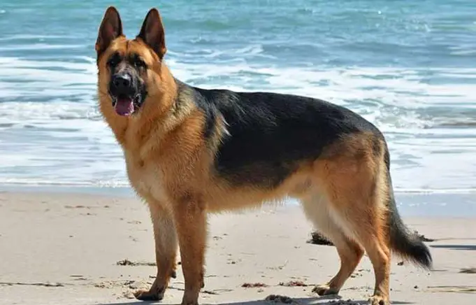 Dogs with Big & Long Noses(Snouts)-Breeds +Pictures - Petaddon