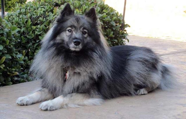 Dogs with a Double Coat + Grooming Tips - Petaddon