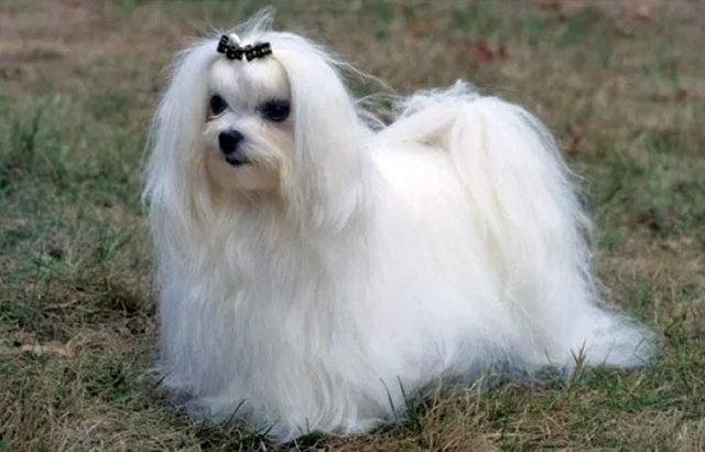Single Coated Dog Breeds + Grooming Ideas - Petaddon