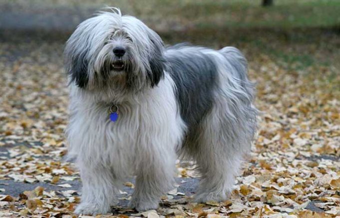 Long-Haired Dogs: Small, Medium & Large Breeds List | Petaddon