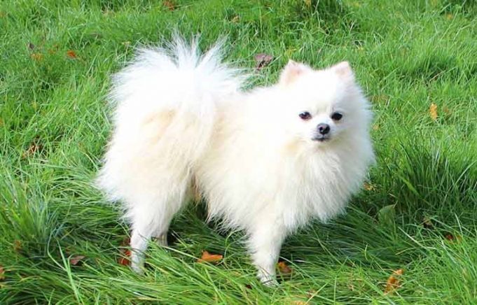 Dogs with a Double Coat + Grooming Tips - Petaddon