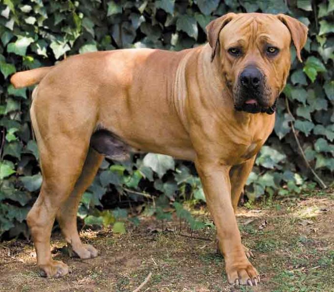 Dogs with Big Heads - Petaddon