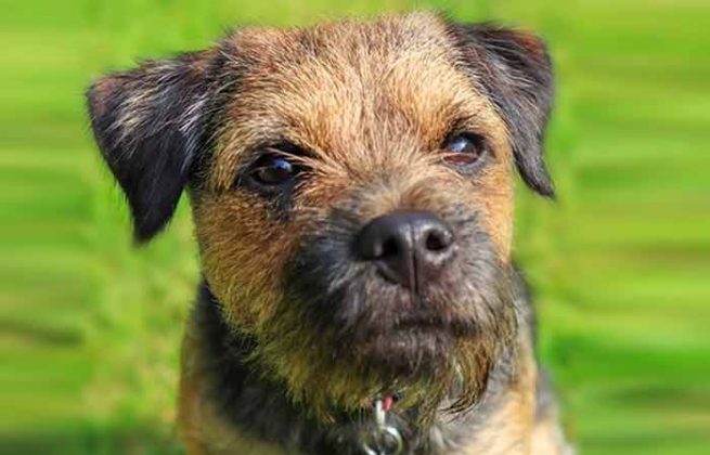 Button Eared Dogs: Breeds with Pictures - Petaddon