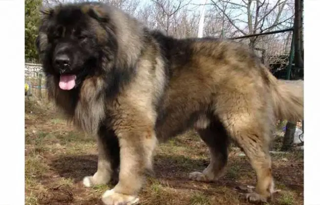 Dogs with Big Heads - Petaddon