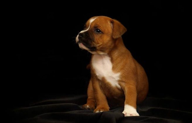Dog Ear Types & Shapes with Pictures - Petaddon