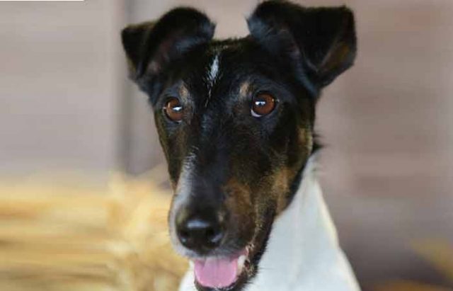 Dog Ear Types & Shapes with Pictures - Petaddon