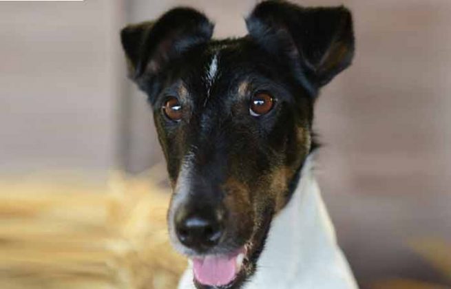 Dog Ear Types & Shapes with Pictures - Petaddon