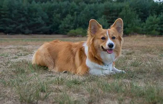 Dog Ear Types & Shapes with Pictures - Petaddon