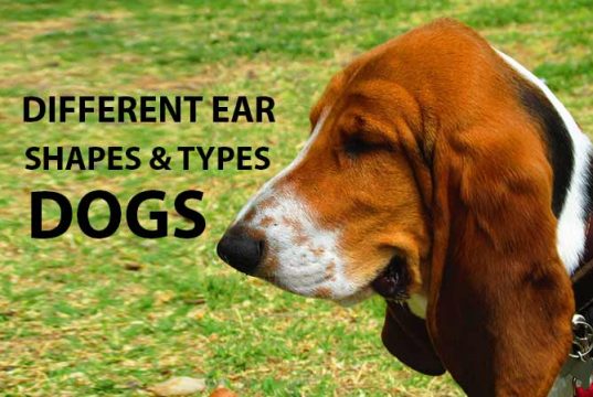Dogs Archives - Petaddon