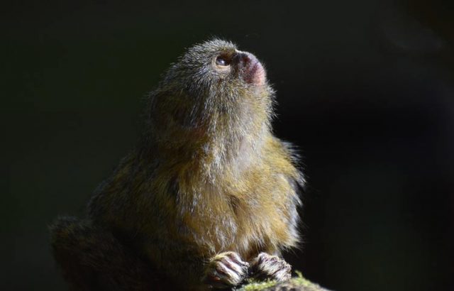 Finger Monkey as a Pet: All You Should Know - Petaddon