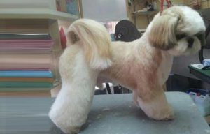 Shih Poo Haircut Ideas + Pictures - Petaddon