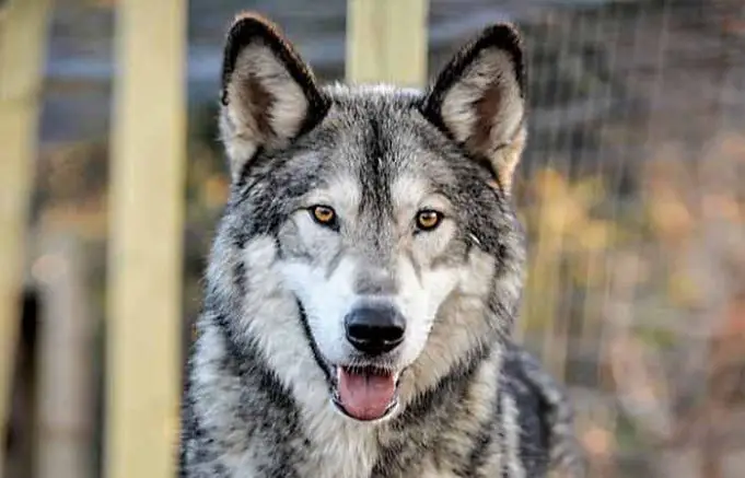 Dog Ear Types & Shapes with Pictures - Petaddon