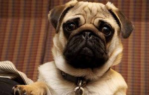 Dog Ear Types & Shapes with Pictures - Petaddon