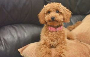 Shih Poo Haircut Ideas + Pictures - Petaddon