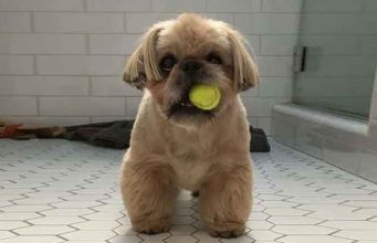 Shih Poo Haircut Ideas + Pictures - Petaddon