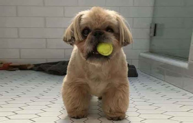 Shih Poo Haircut Ideas + Pictures - Petaddon