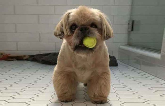 Shih Poo Haircut Ideas + Pictures - Petaddon