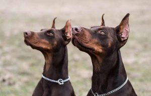 Doberman Ear Cropping Styles & Aftercare Tips - Petaddon