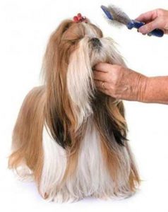 Shih Poo Haircut Ideas + Pictures - Petaddon
