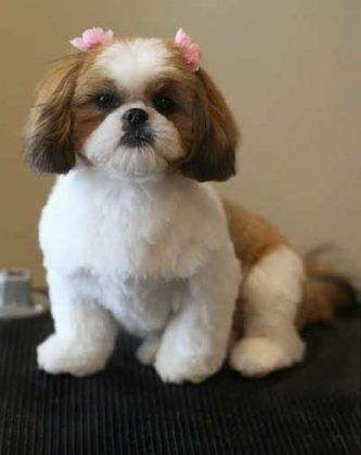 Shih Poo Haircut Ideas + Pictures - Petaddon