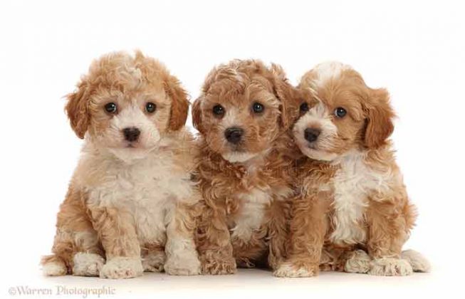 Cavapoochon: All You Need to Know - Petaddon