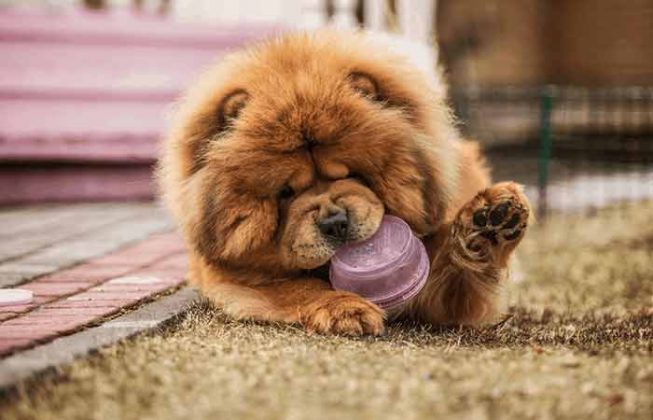 Dogs with Big Paws - Petaddon