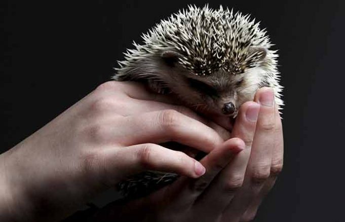 Are Hedgehogs Good Pets? Pros & Cons - Petaddon