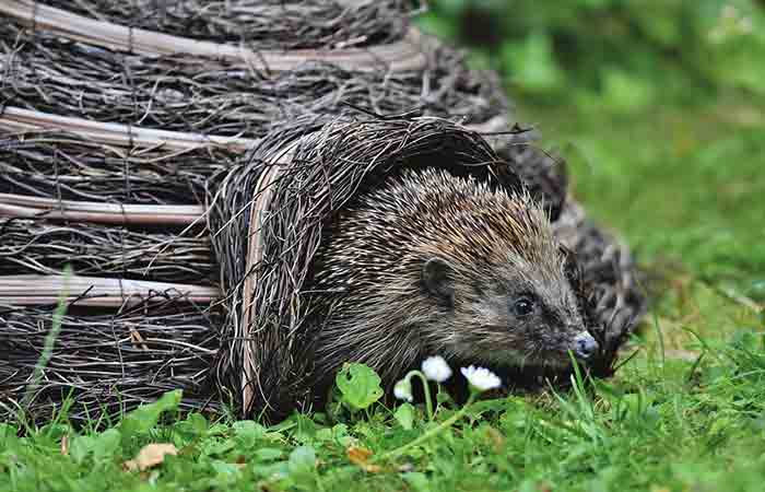 Best Hedgehog Bedding + DIY - Petaddon