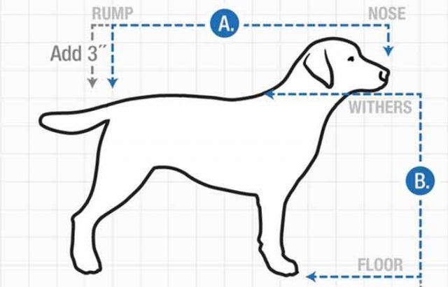How to Measure Your Dog's Height - Petaddon