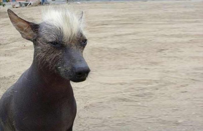 Hairless Dog Breeds with Pictures-Are they really Ugly? - Petaddon
