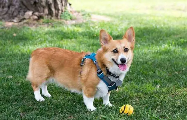 Dogs without Tails-Breeds with Pictures - Petaddon