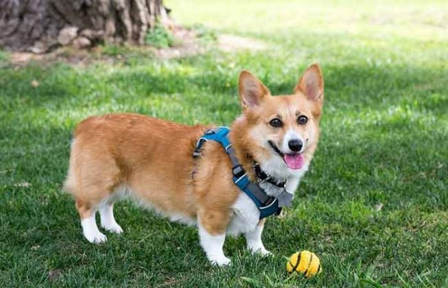Dogs without Tails-Breeds with Pictures - Petaddon