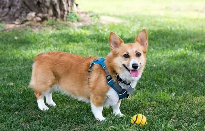 Dogs without Tails-Breeds with Pictures - Petaddon