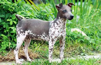 Hairless Dog Breeds with Pictures-Are they really Ugly? - Petaddon