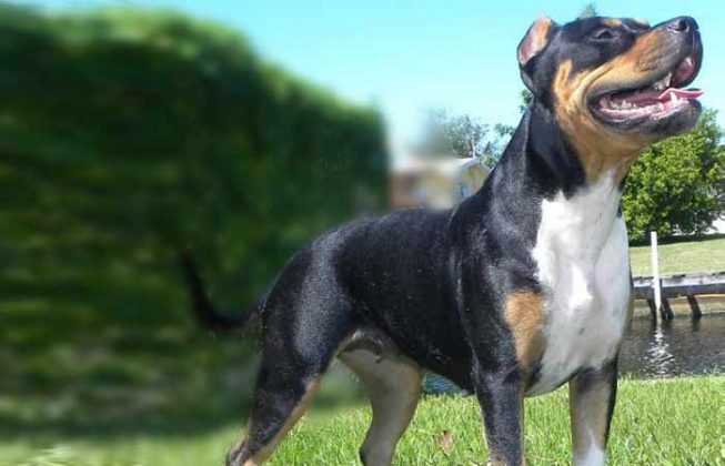 Rare Pitbull Colors & Genetics - Petaddon