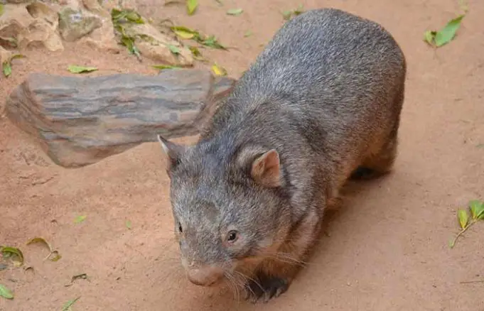 Can you have a Wombat as a Pet? Dangerous or Friendly? Diet, Habitat ...