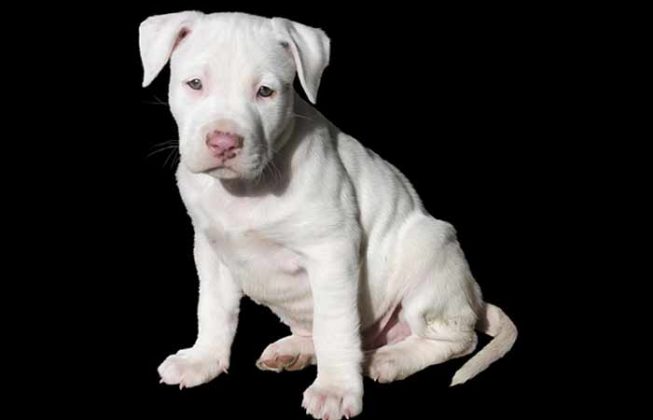 Rare Pitbull Colors & Genetics - Petaddon
