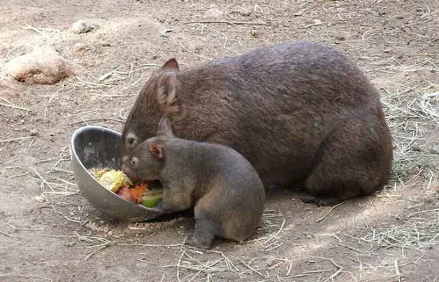 Can you have a Wombat as a Pet? Dangerous or Friendly? Diet, Habitat ...