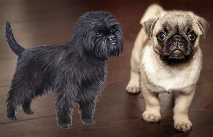 Affenpinscher Mixes - Petaddon