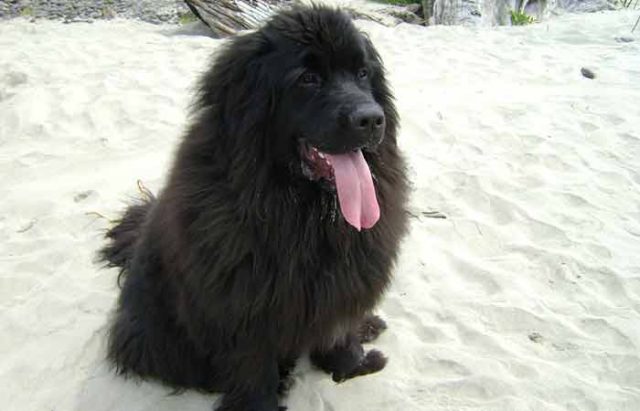 Top Extra Large Dog Breeds Pictures, Names, Mass & Representative ...