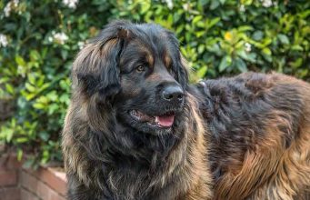 Top Extra Large Dog Breeds Pictures, Names, Mass & Representative ...