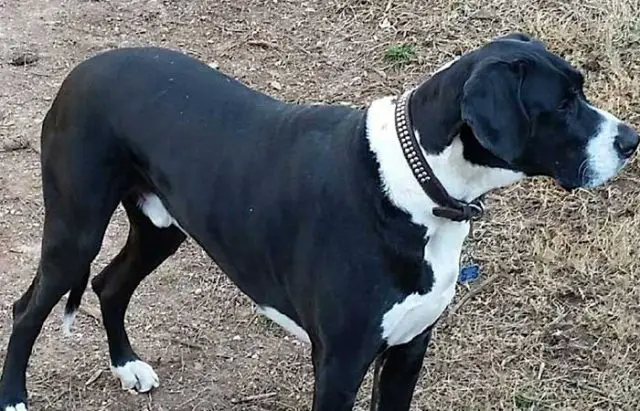 Different Types of Great Danes + Pictures - Petaddon