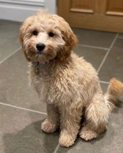 Cavapoochon: All You Need to Know - Petaddon