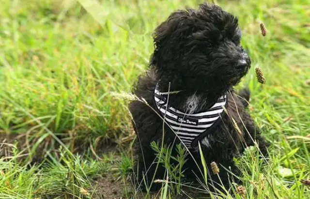 Cavapoochon: All You Need to Know - Petaddon