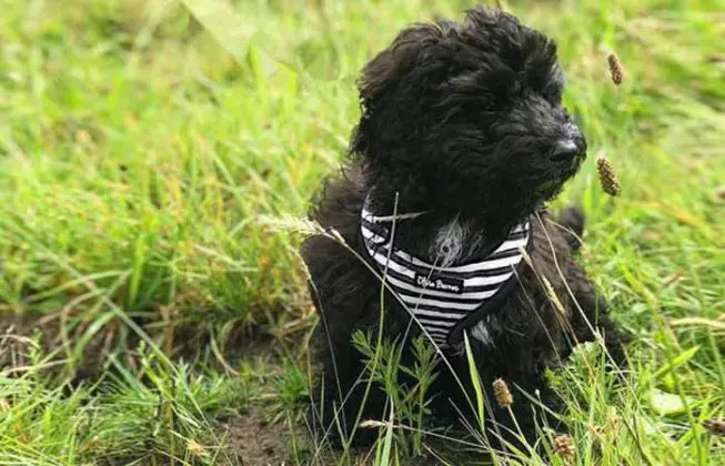 Cavapoochon: All You Need to Know - Petaddon