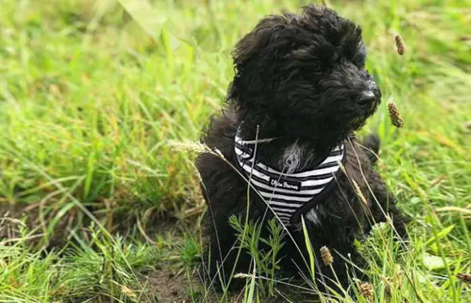 Cavapoochon: All You Need to Know - Petaddon