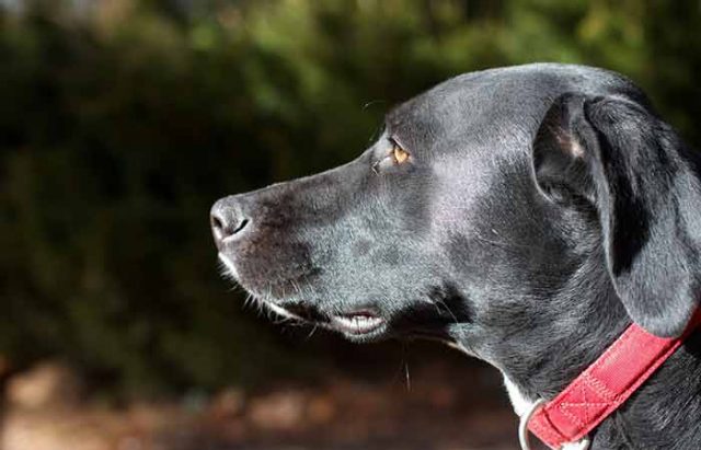 Dogs with Amber/Yellow Eyes - Petaddon